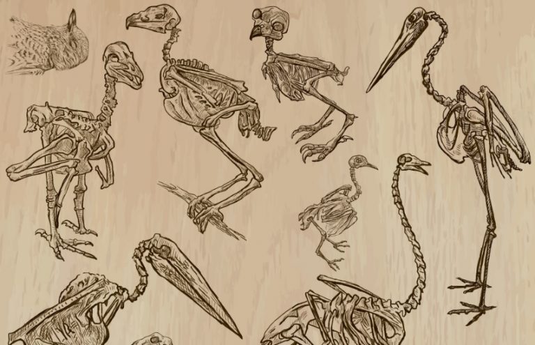 How Chicken Bones Work - Backyard Poultry